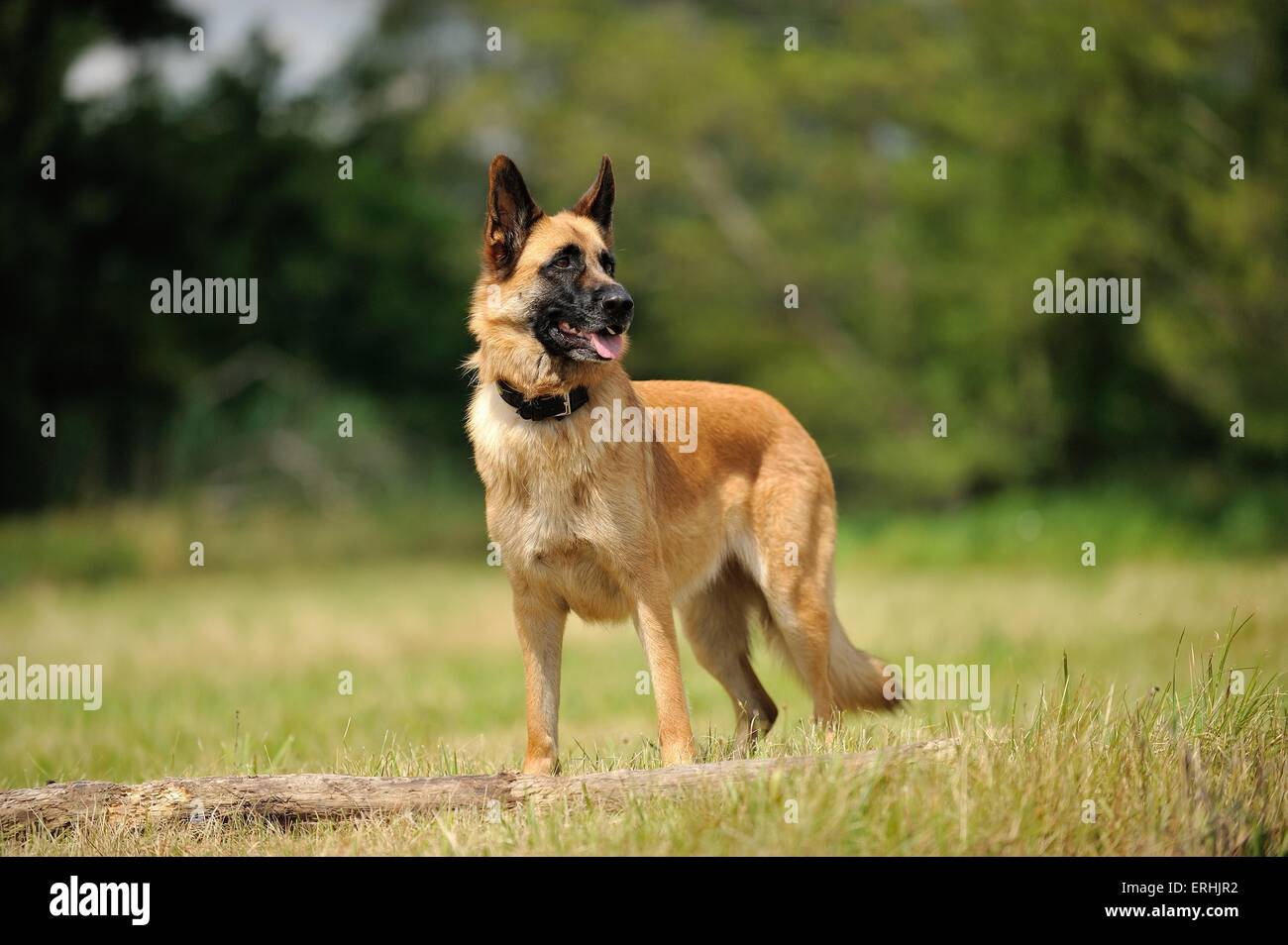 standing German Shepherd Stock Photo - Alamy