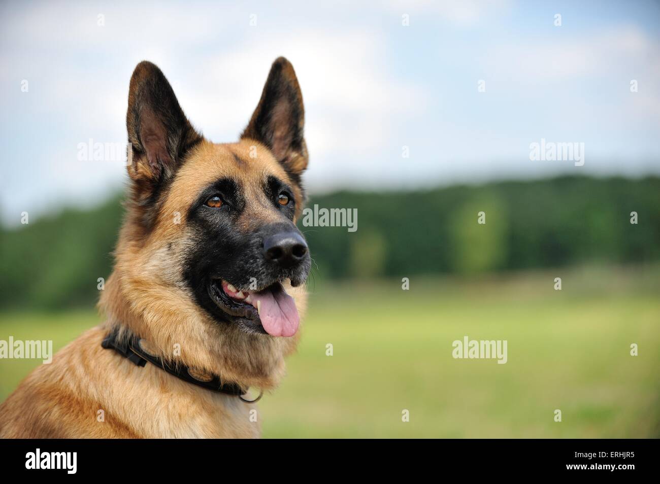German Shepherd Portrait Stock Photo - Alamy