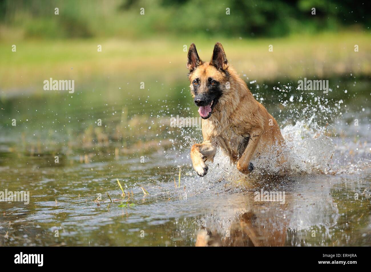 running German Shepherd Stock Photo - Alamy