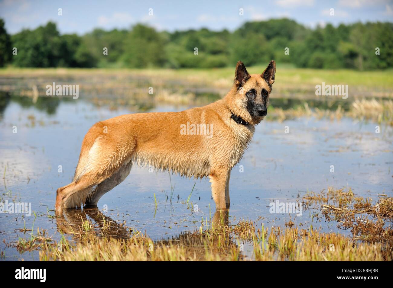 bathing German Shepherd Stock Photo - Alamy