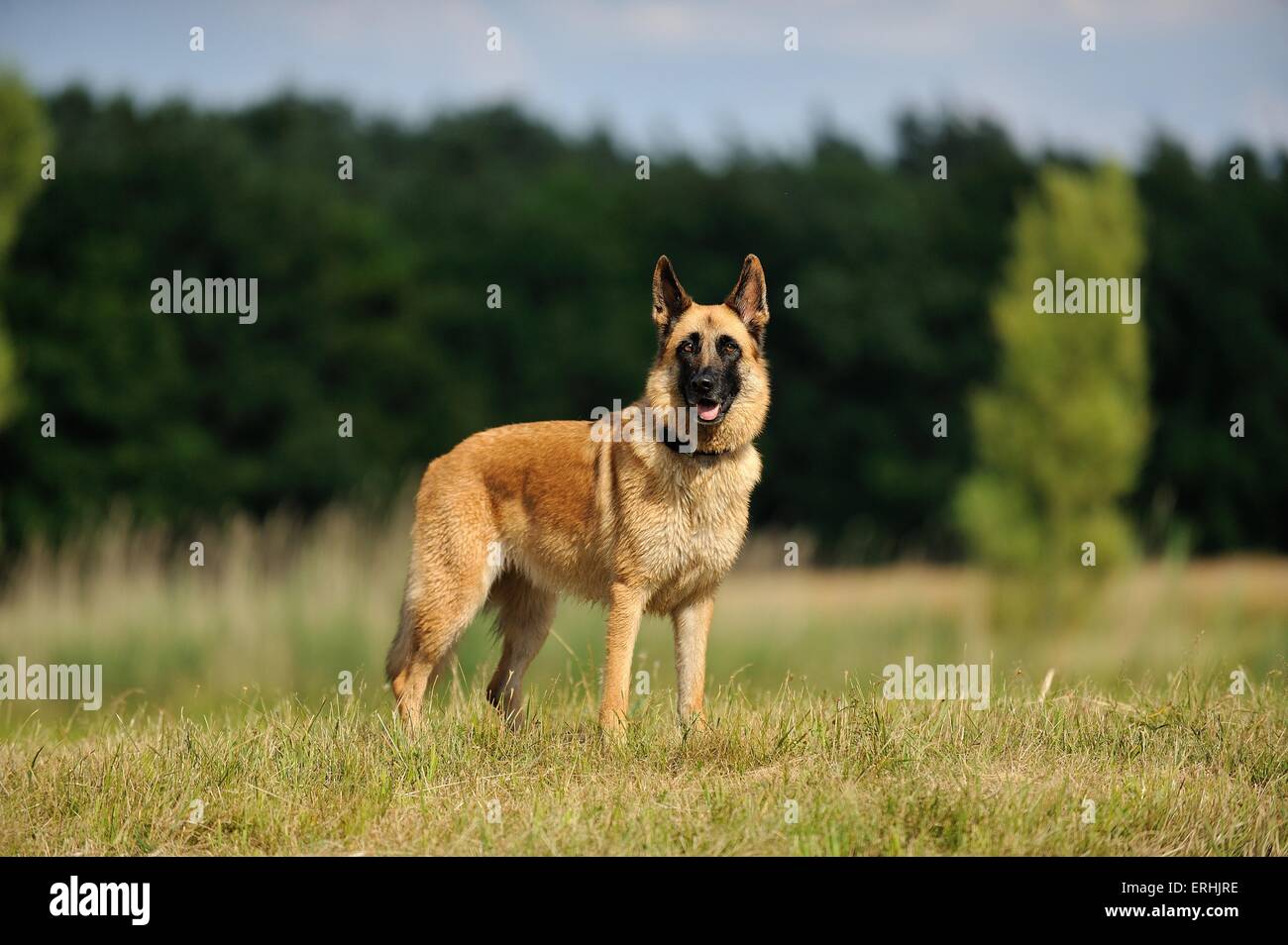 standing German Shepherd Stock Photo - Alamy