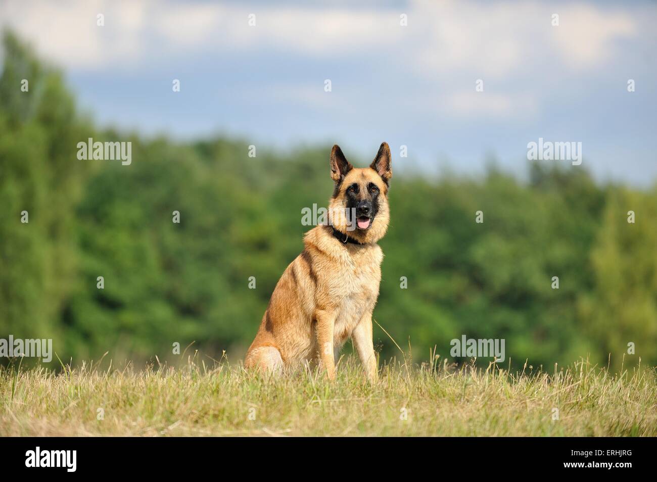 sitting German Shepherd Stock Photo - Alamy