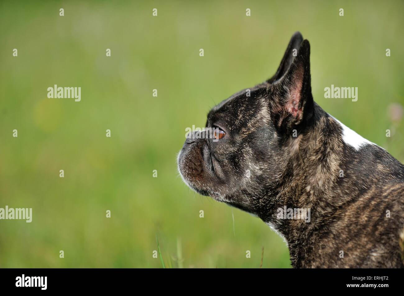 French Bulldog Portrait Stock Photo - Alamy