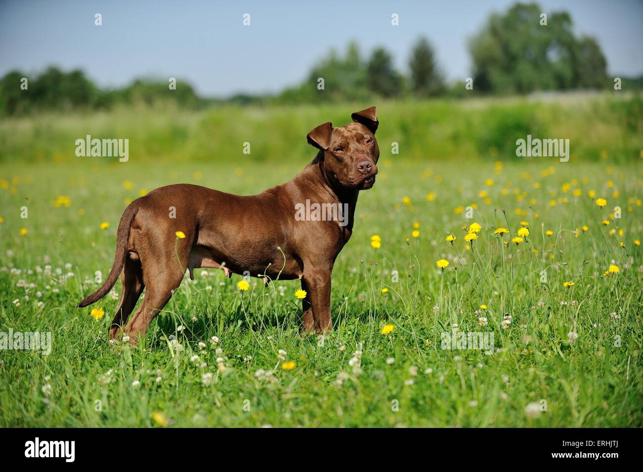 Lateral view of a american pitbull terrier hi-res stock photography and ...
