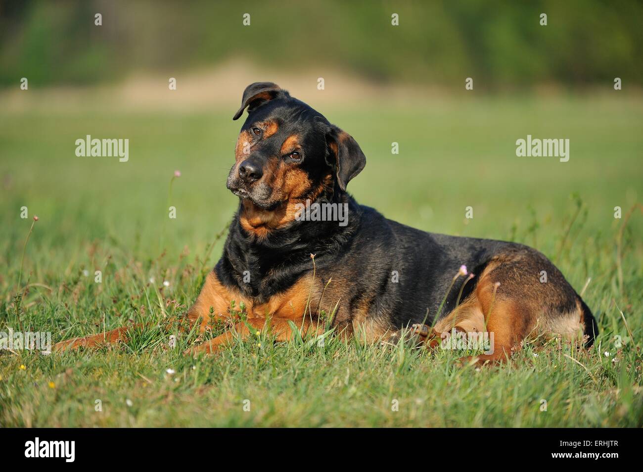 Shepherd rottweiler cross hi-res stock photography and images - Alamy