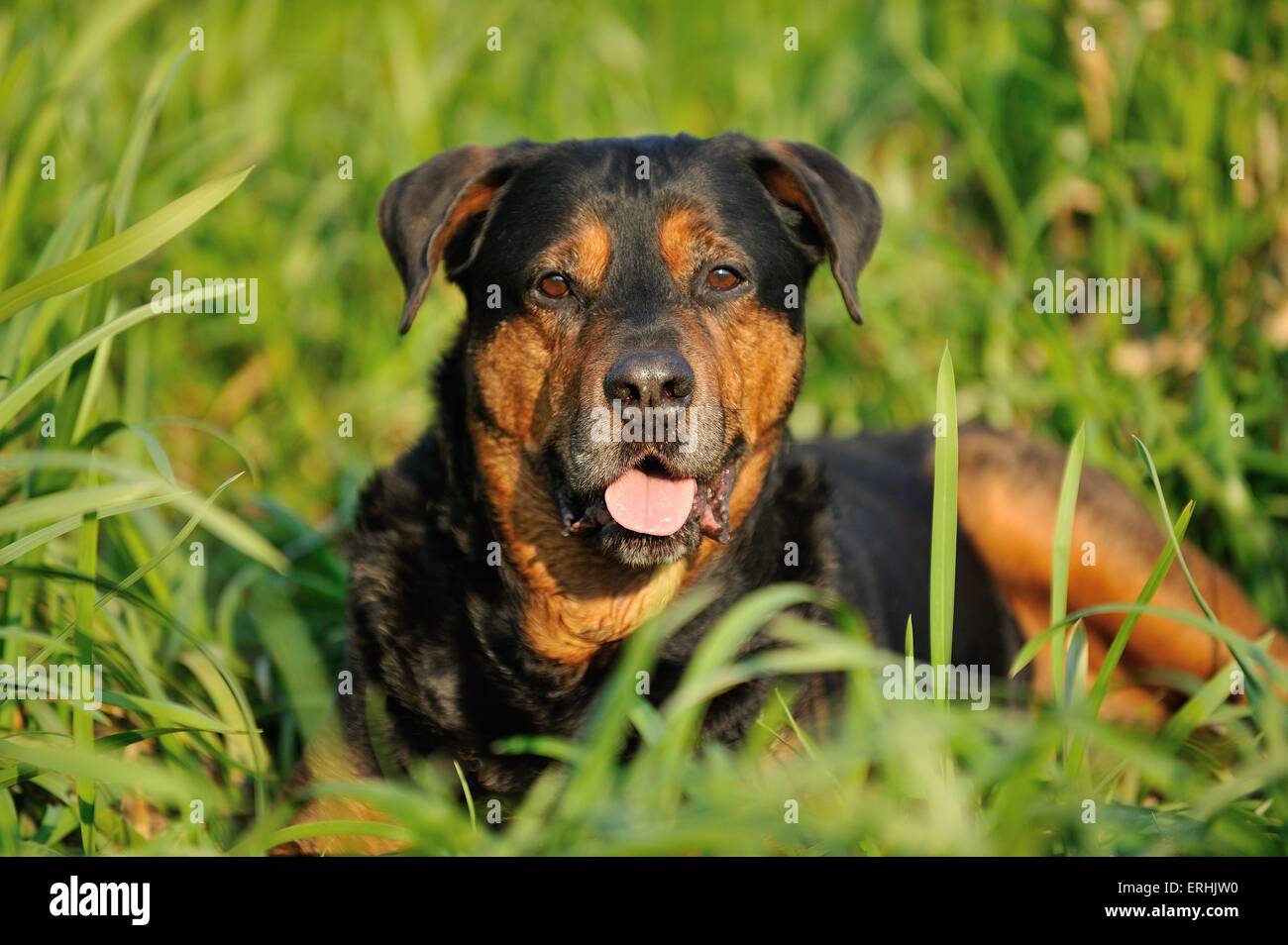 Shepherd rottweiler cross hi-res stock photography and images - Alamy
