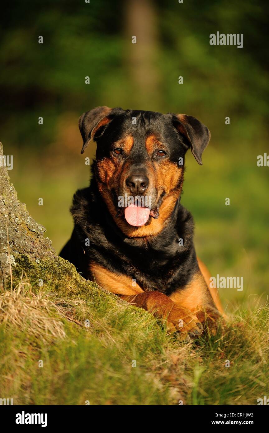 Shepherd rottweiler cross hi-res stock photography and images - Alamy