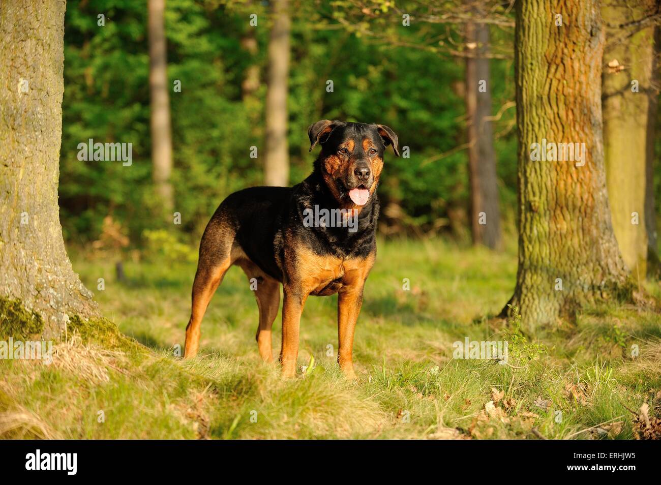 Shepherd rottweiler cross hi-res stock photography and images - Alamy