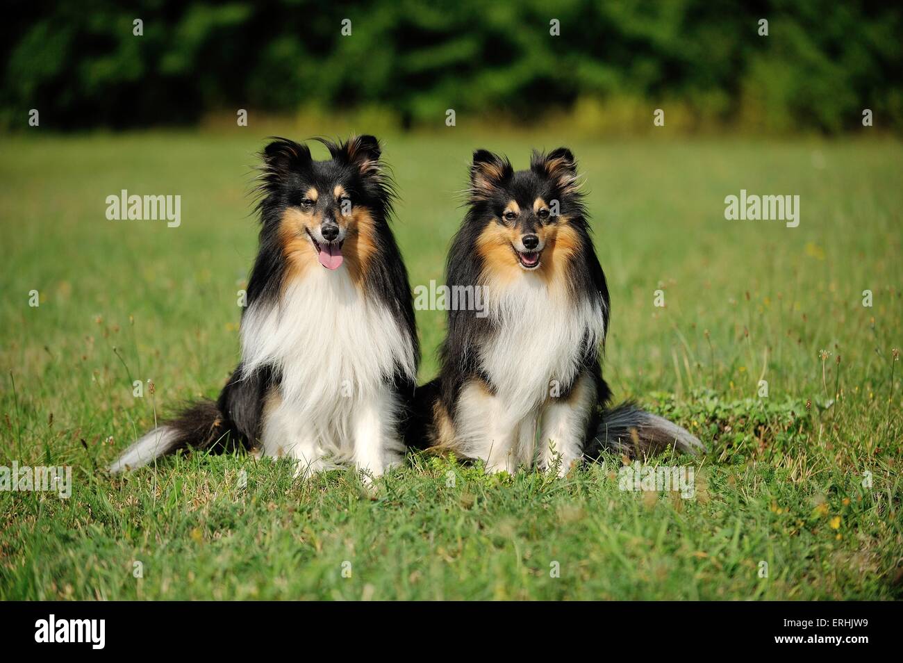 2 Shetland Sheepdogs Stock Photo - Alamy