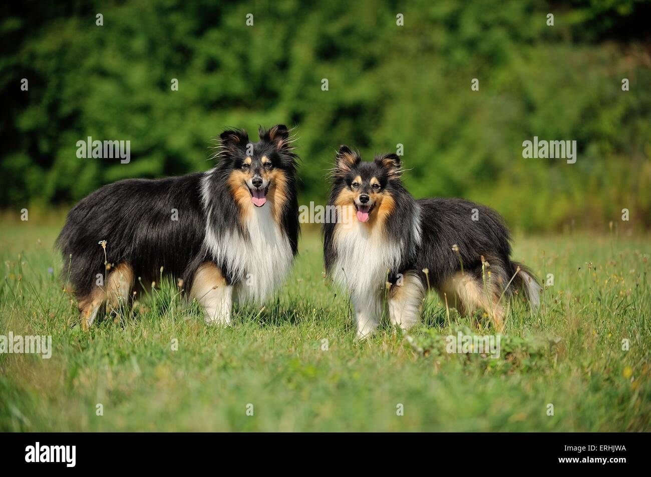 Two shelties shetland sheepdogs standing hi-res stock photography and ...