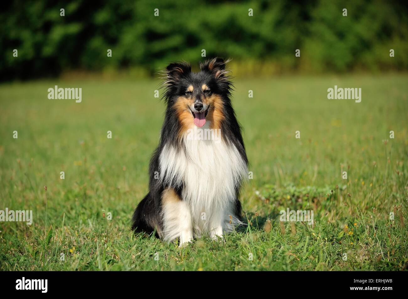 sitting Shetland Sheepdog Stock Photo - Alamy