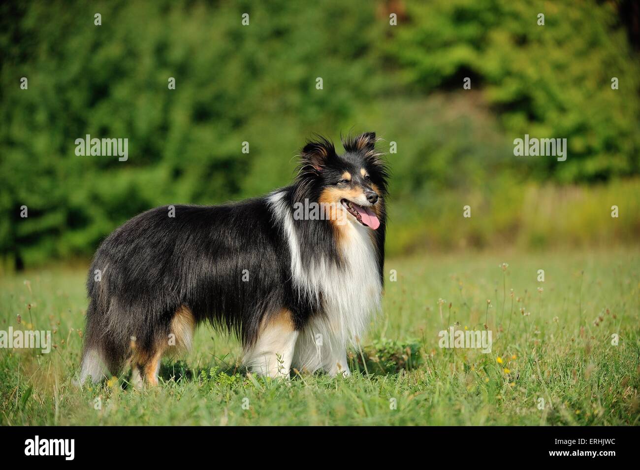 standing Shetland Sheepdog Stock Photo - Alamy