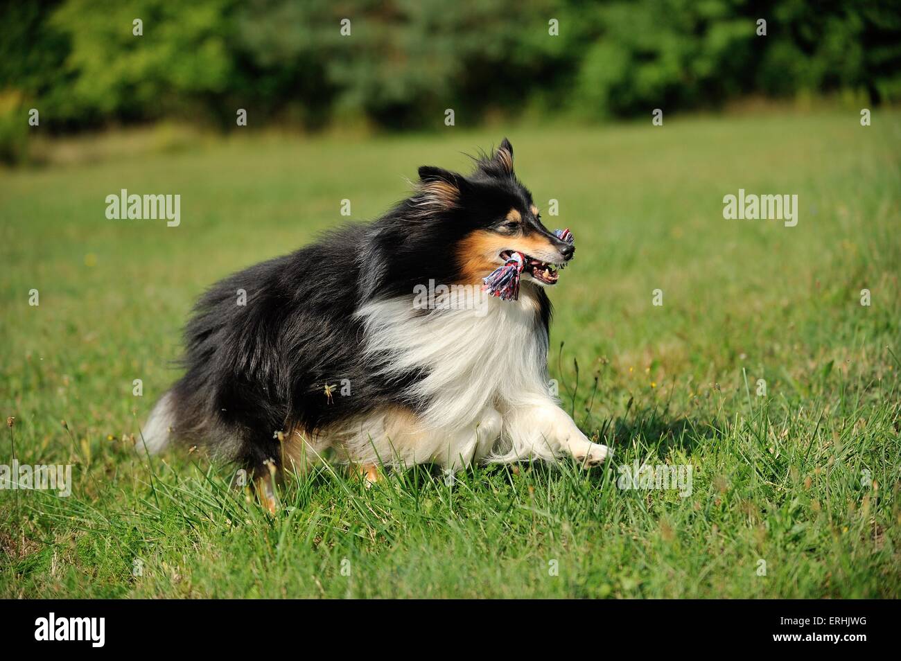 playing Shetland Sheepdog Stock Photo - Alamy