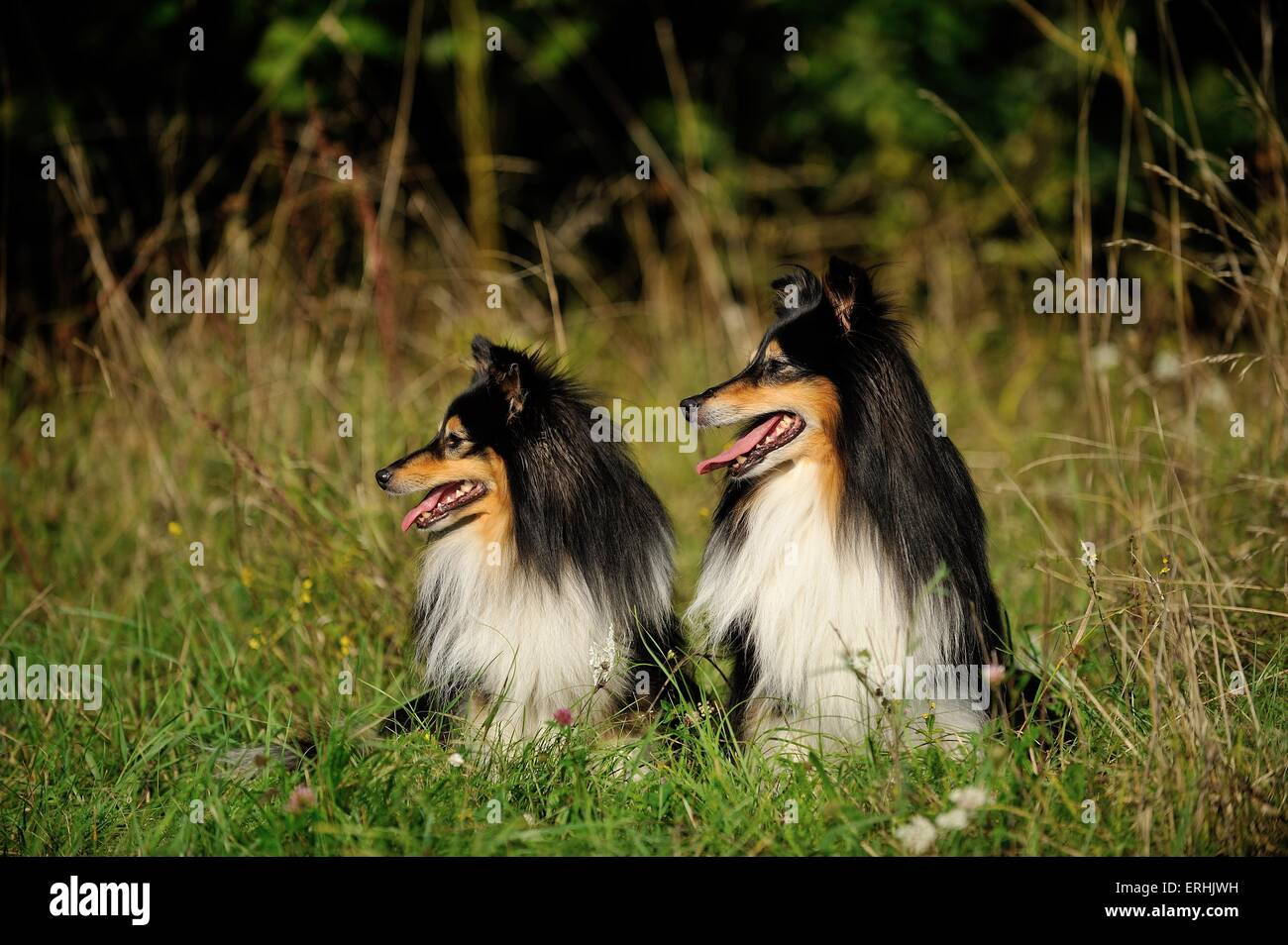 2 Shetland Sheepdogs Stock Photo - Alamy