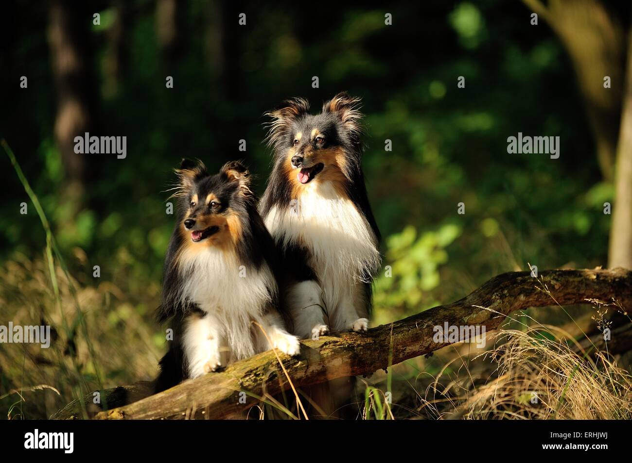 2 Shetland Sheepdogs Stock Photo - Alamy