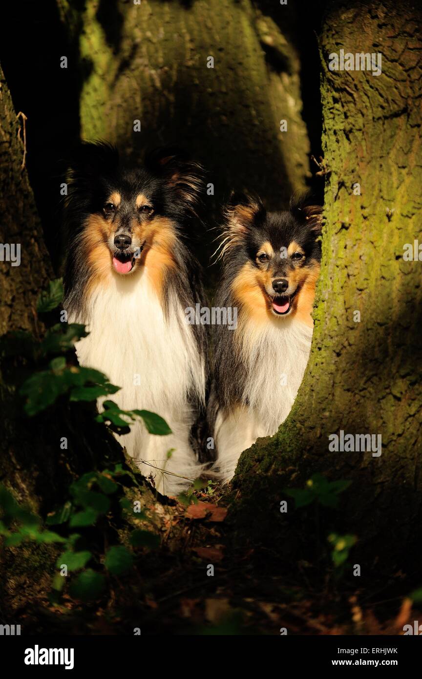 2 Shetland Sheepdogs Stock Photo - Alamy