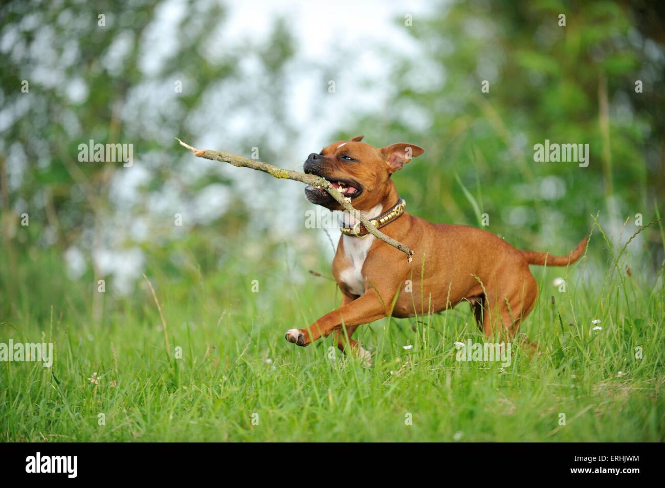 playing American Staffordshire Terrier Stock Photo - Alamy