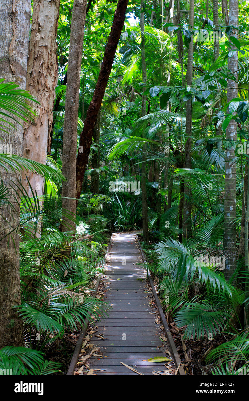 The rainforest boardwalk connecting Centenary Lakes to the Botanic ...
