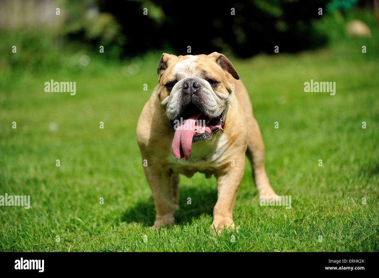 standing English Bulldog Stock Photo - Alamy
