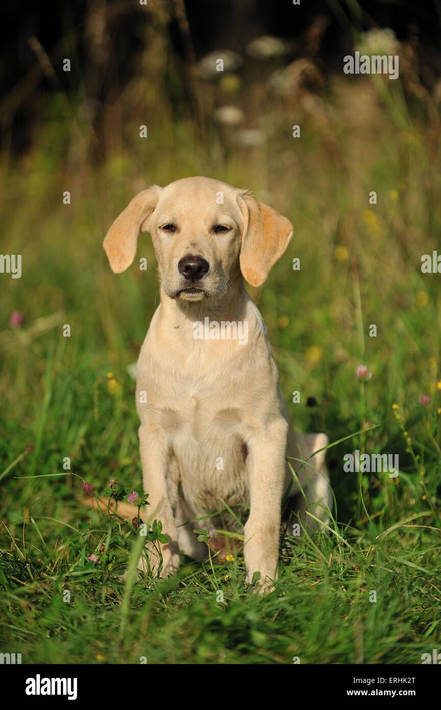 young Labrador Retriever Stock Photo - Alamy