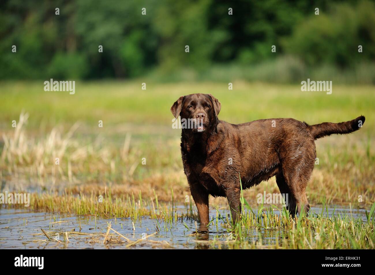 standing Labrador Retriever Stock Photo - Alamy