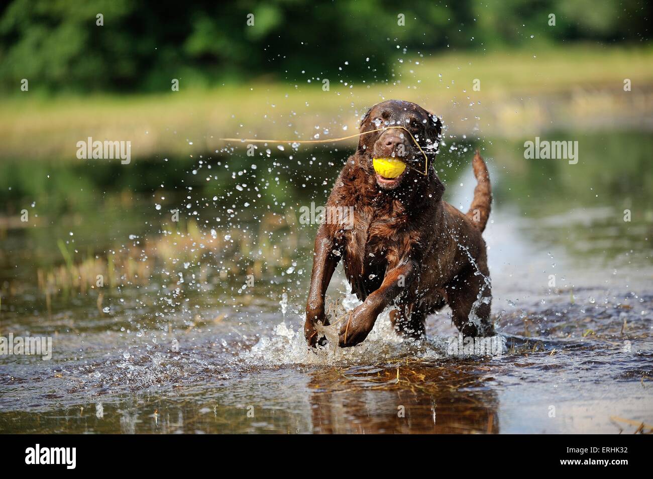 playing Labrador Retriever Stock Photo - Alamy