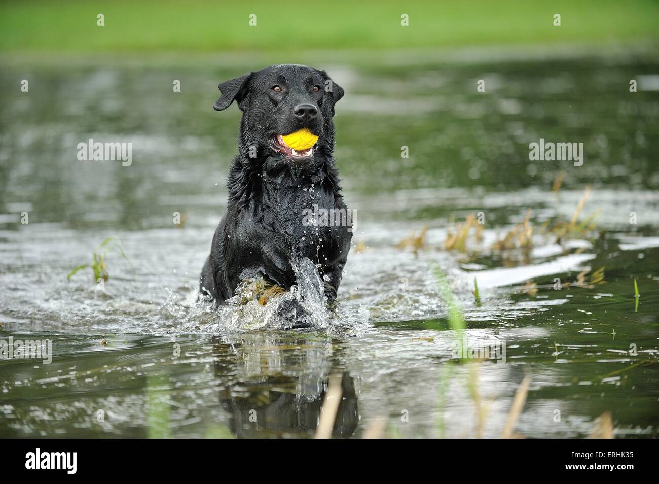 playing Labrador Retriever Stock Photo - Alamy