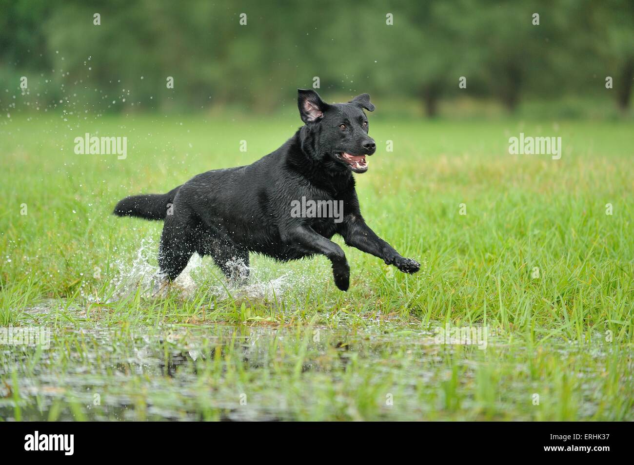 running Labrador Retriever Stock Photo - Alamy
