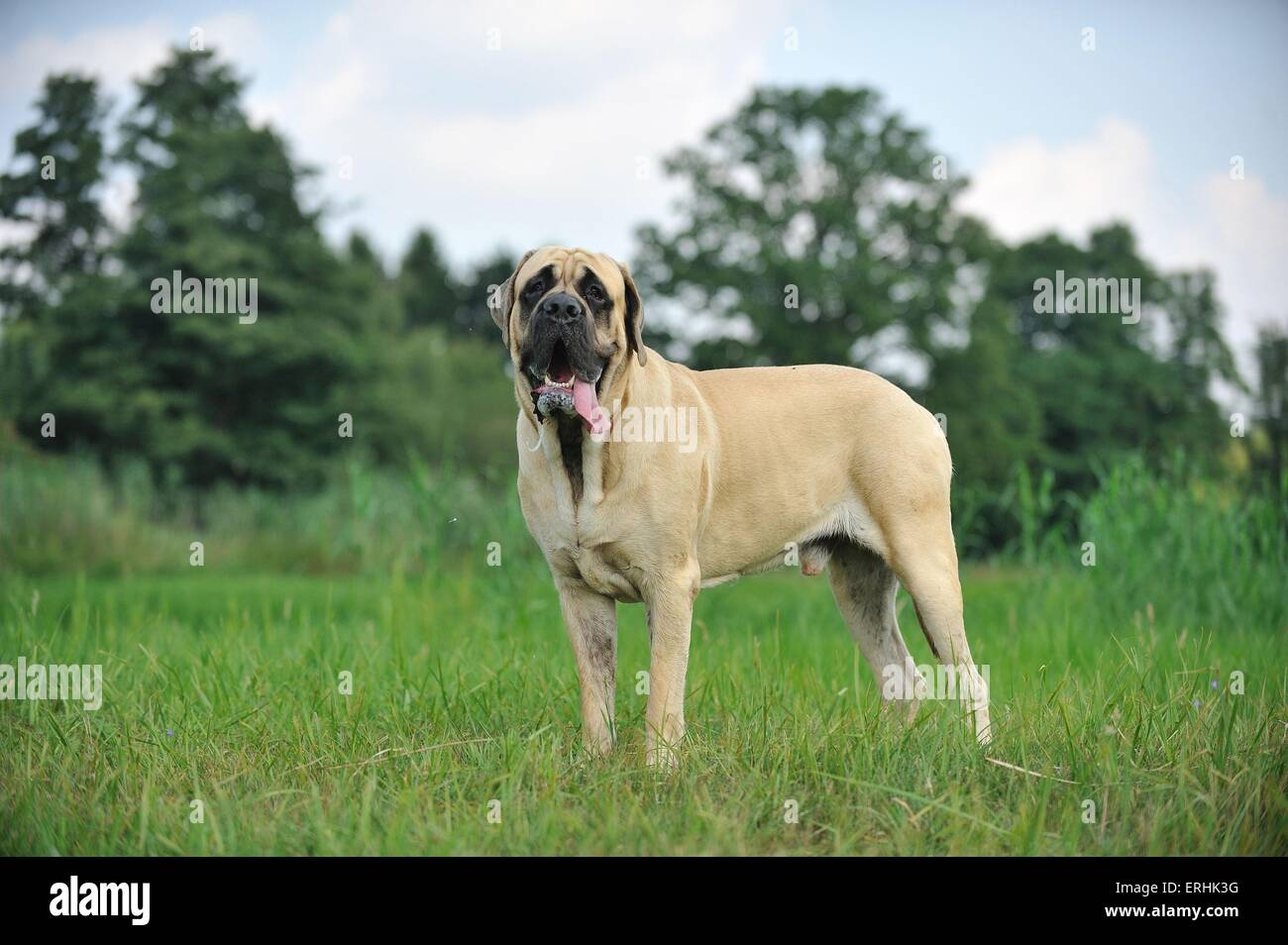 Blauwe Engelse Mastiff