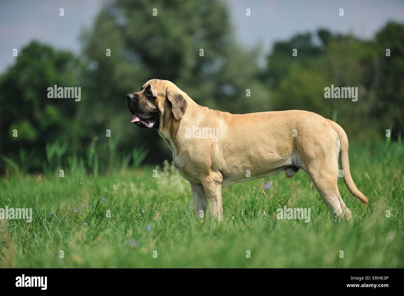 standing Old English Mastiff Stock Photo - Alamy