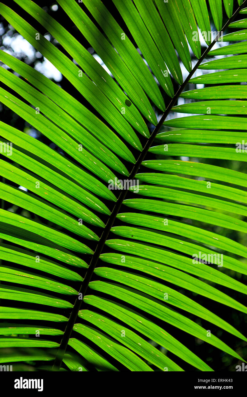 Rainforest leaves form abstract patterns in the rainforest lining the ...
