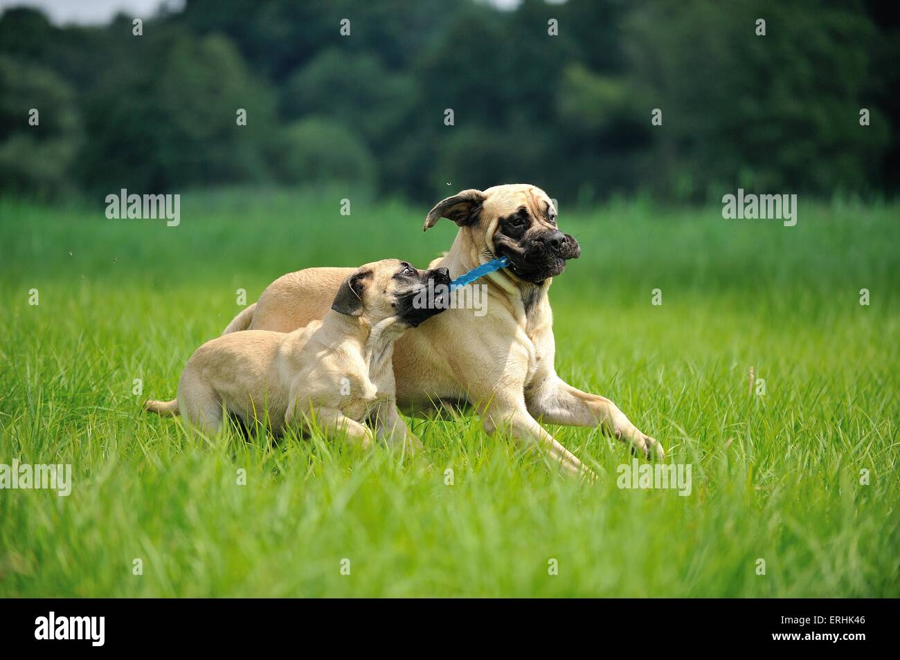 English mastiff side view hi-res stock photography and images - Alamy