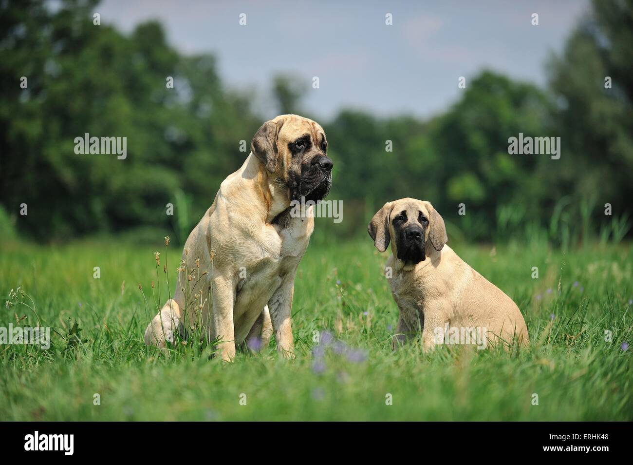 English mastiff side view hi-res stock photography and images - Alamy