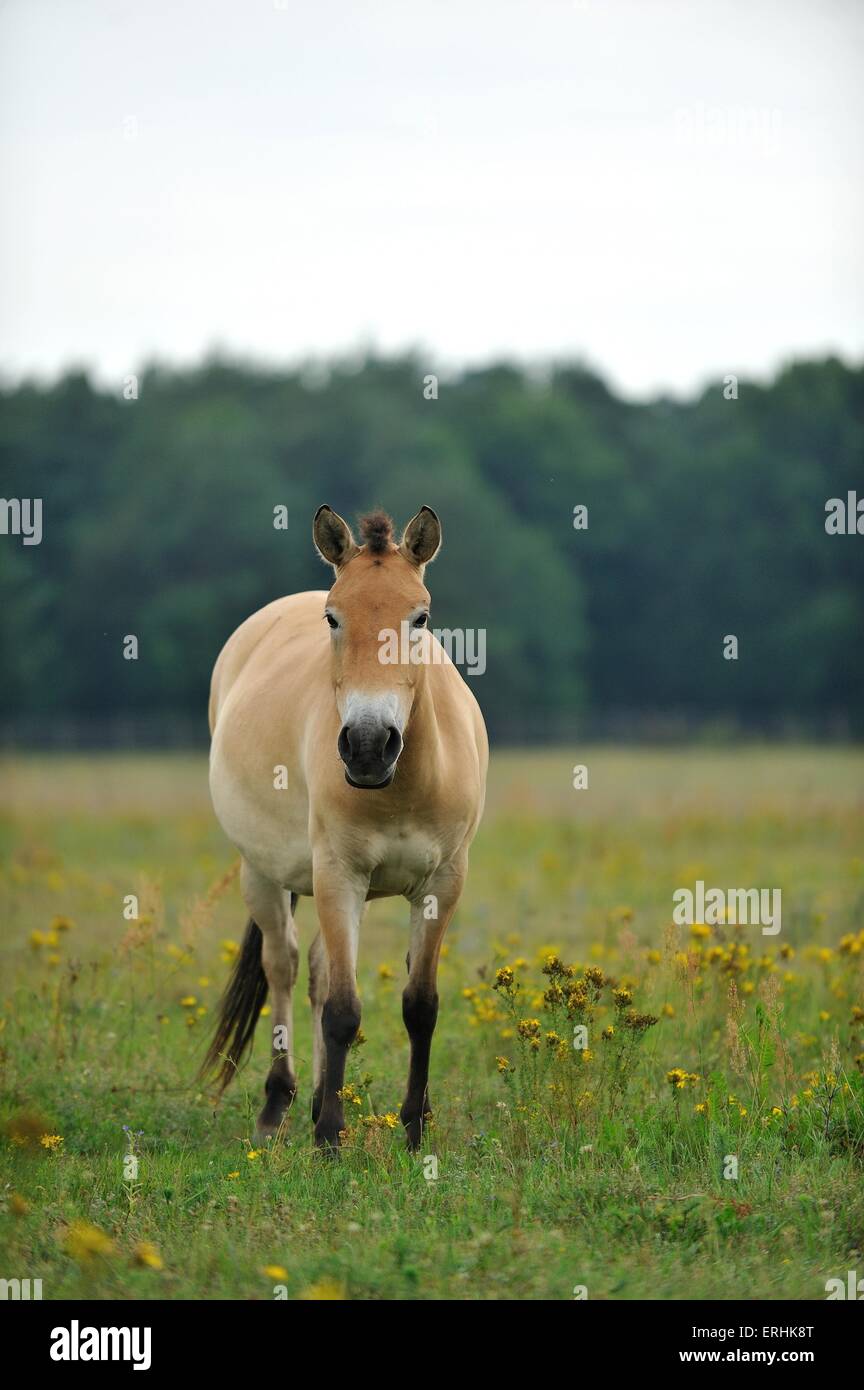 Przewalskis horses equus ferus przewalski hi-res stock photography and ...