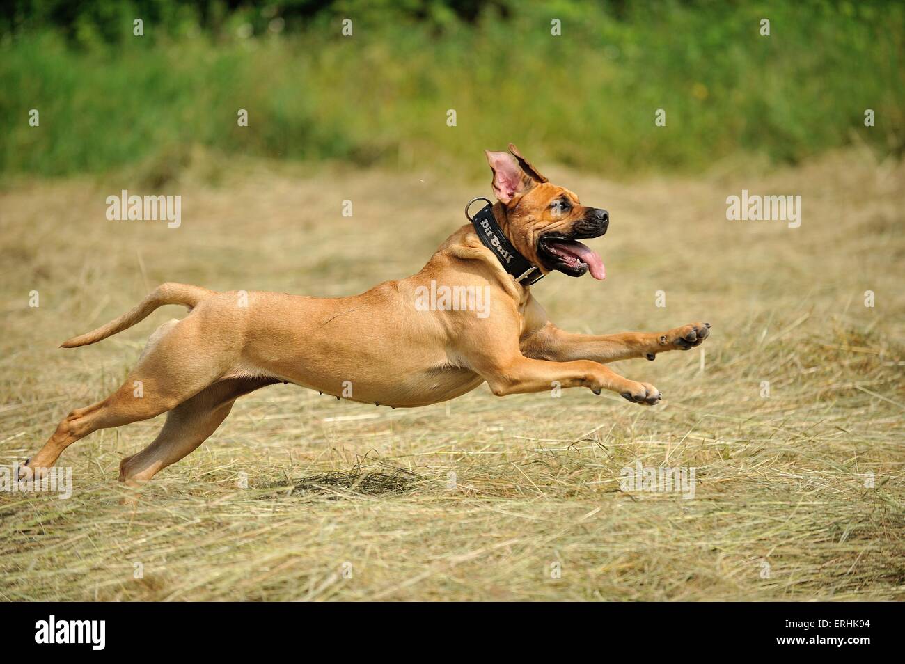 Rhodesian ridgeback mongrel hi-res stock photography and images - Alamy