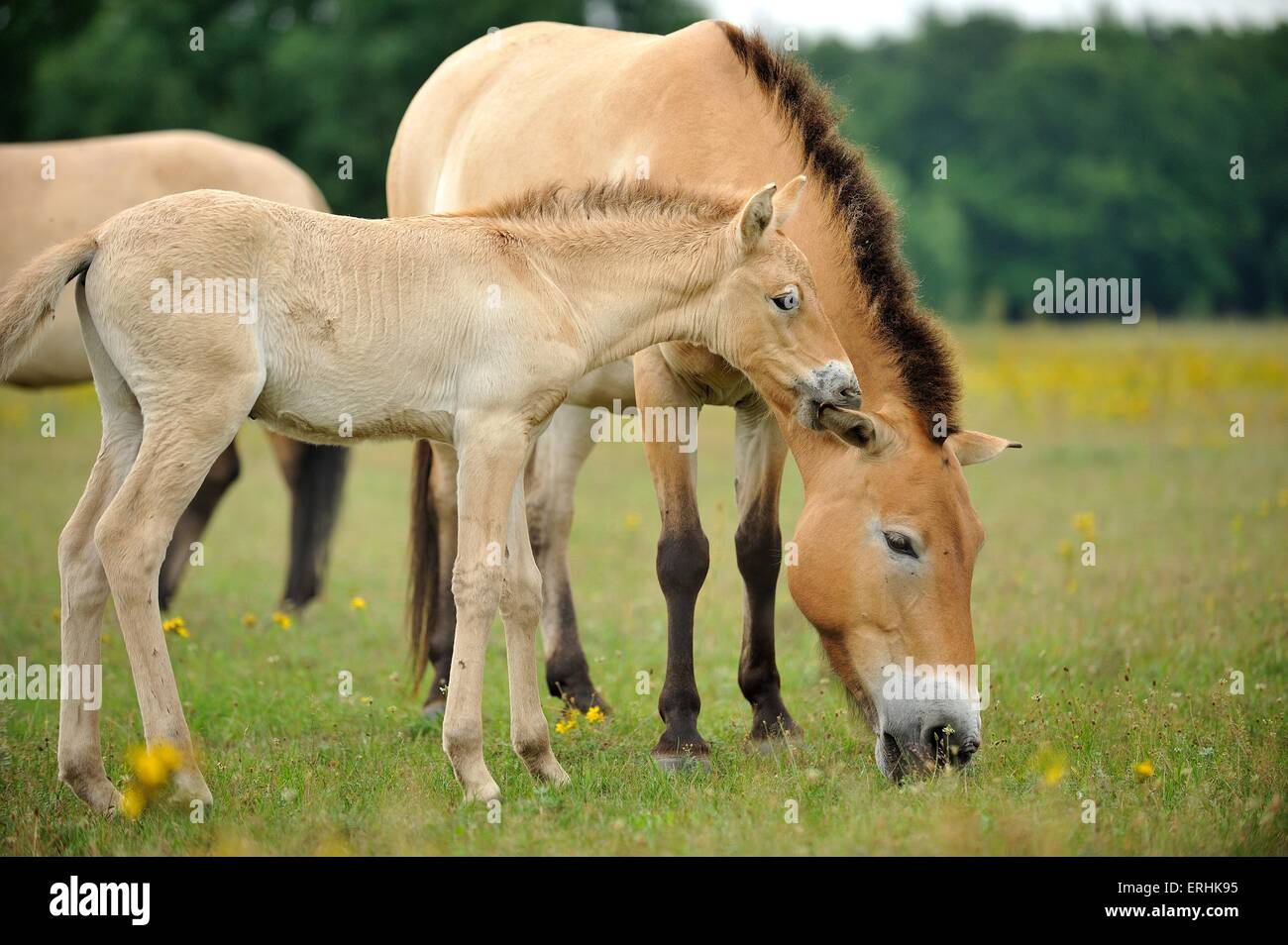 Przewalski horses hi-res stock photography and images - Alamy