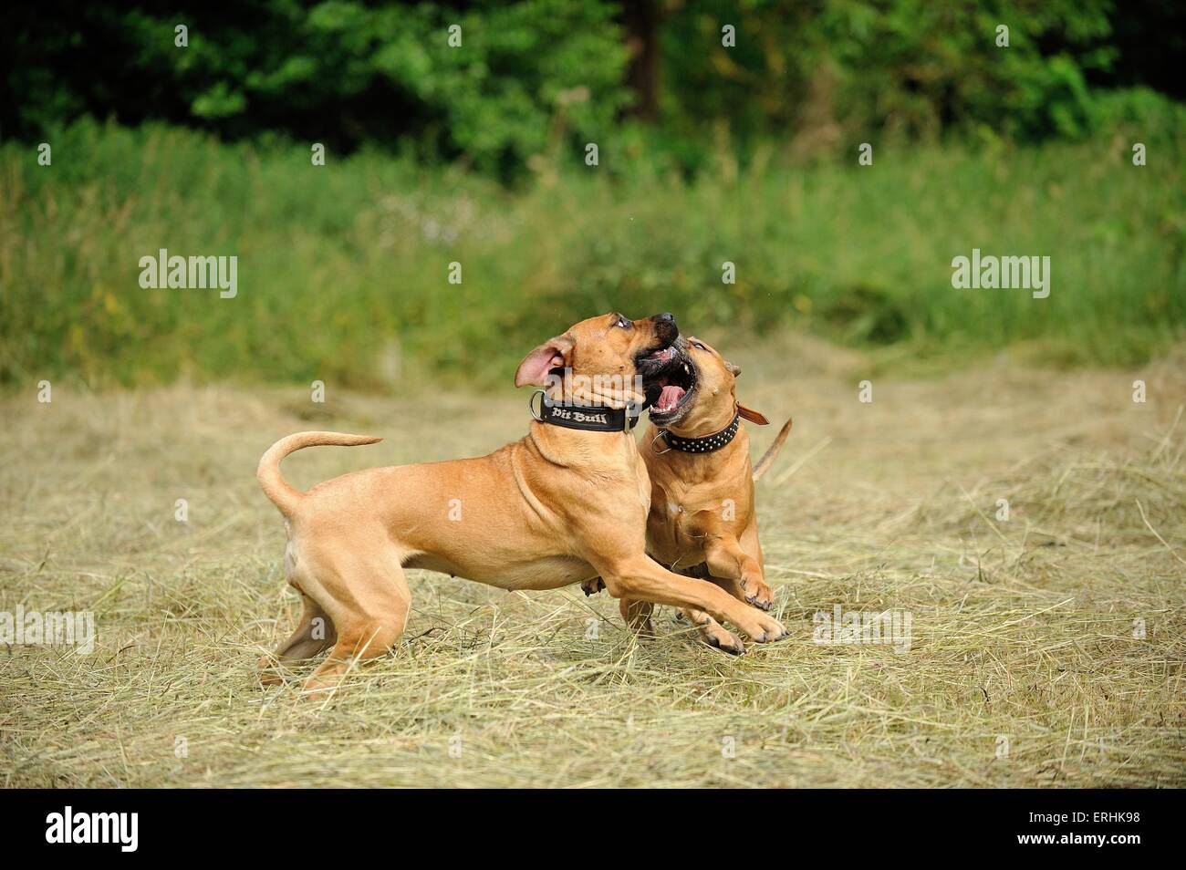 Rhodesian ridgeback cross hi-res stock photography and images - Alamy