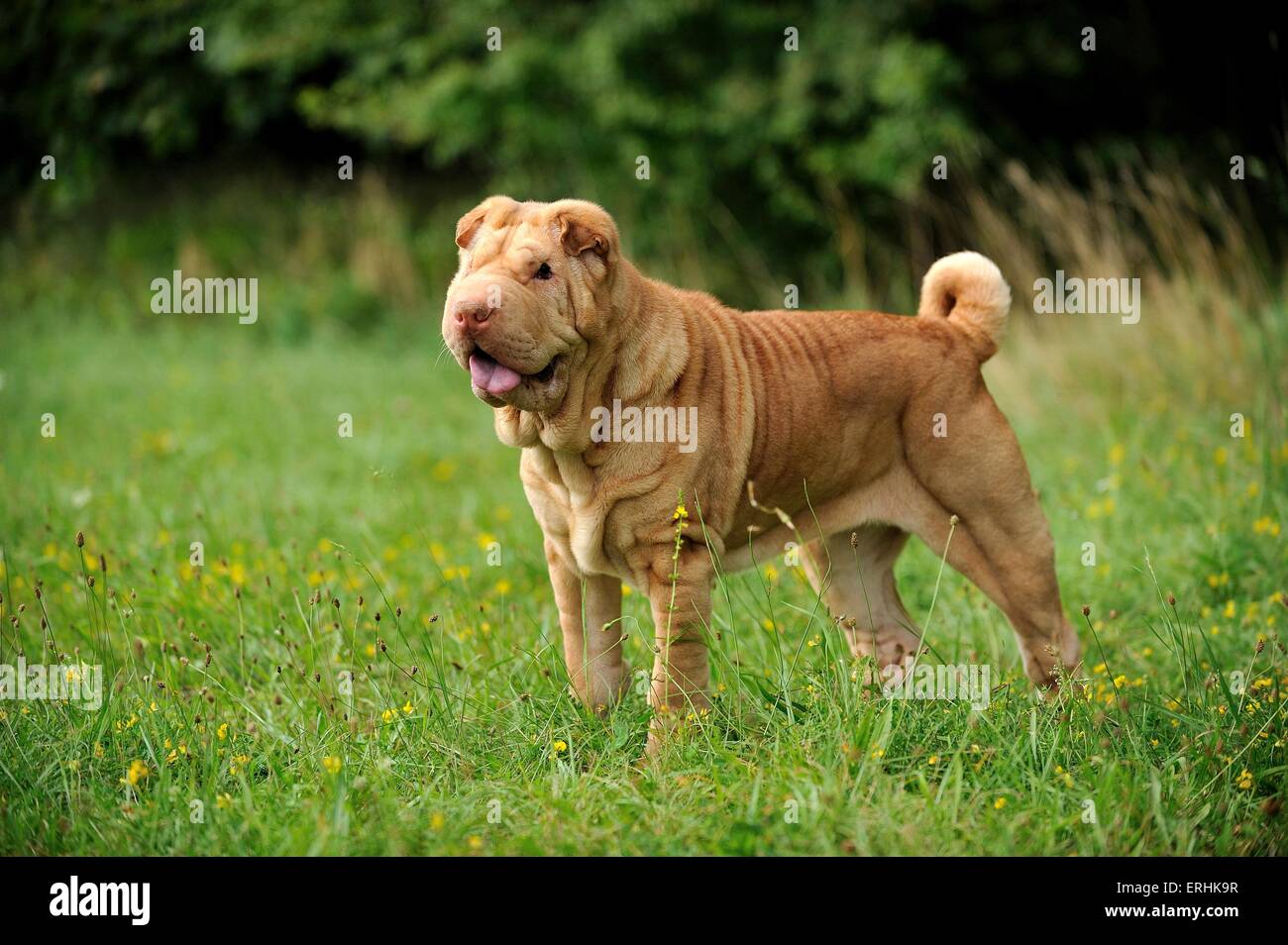 standing Shar Pei Stock Photo - Alamy
