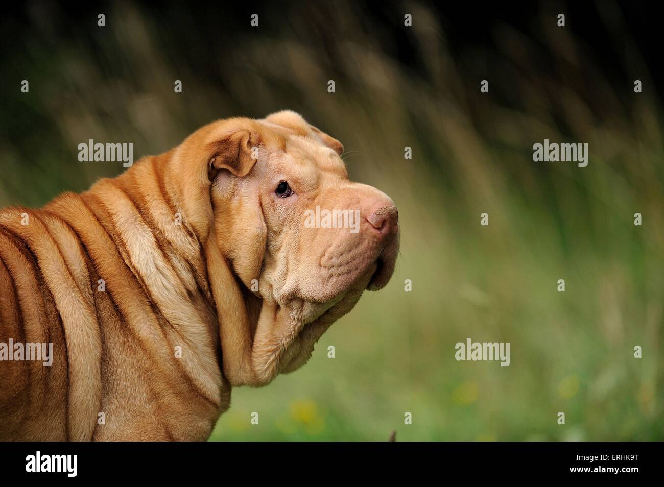 Shar Pei Portrait Stock Photo - Alamy