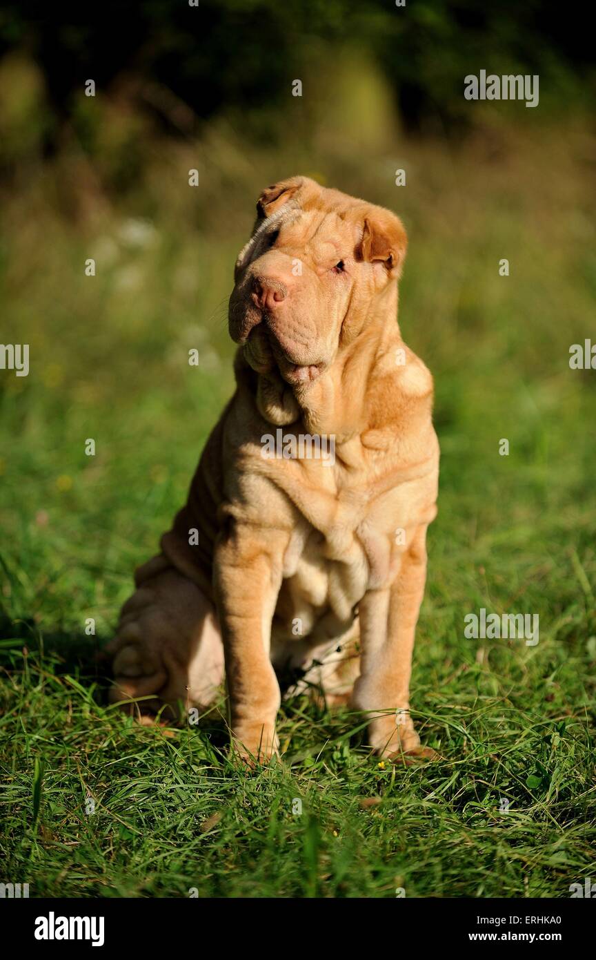 sitting Shar Pei Stock Photo - Alamy