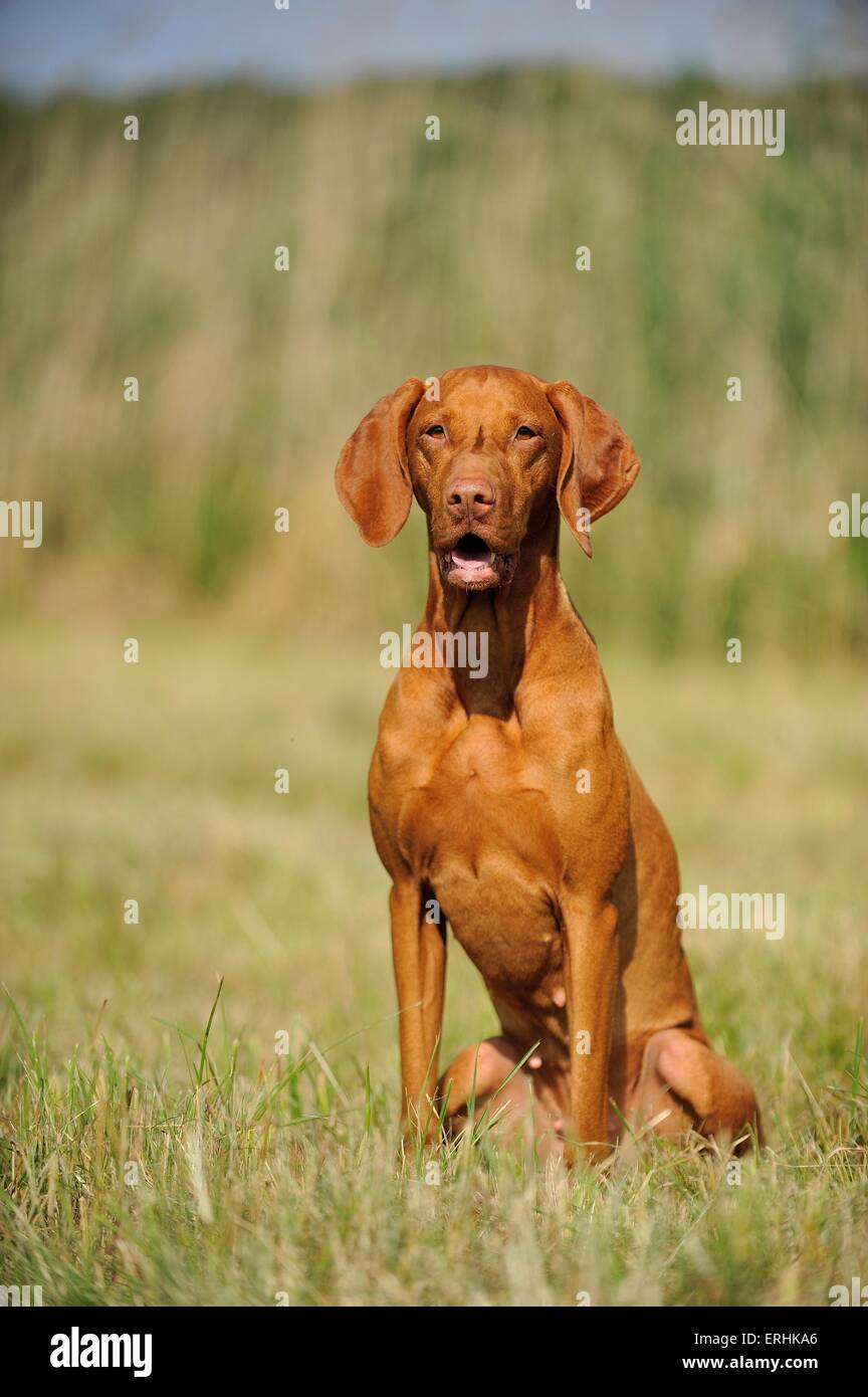 sitting shorthaired Magyar Vizsla Stock Photo - Alamy