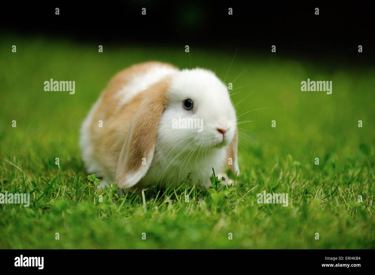 Dwarf rabbit mini lop adult hi-res stock photography and images - Alamy