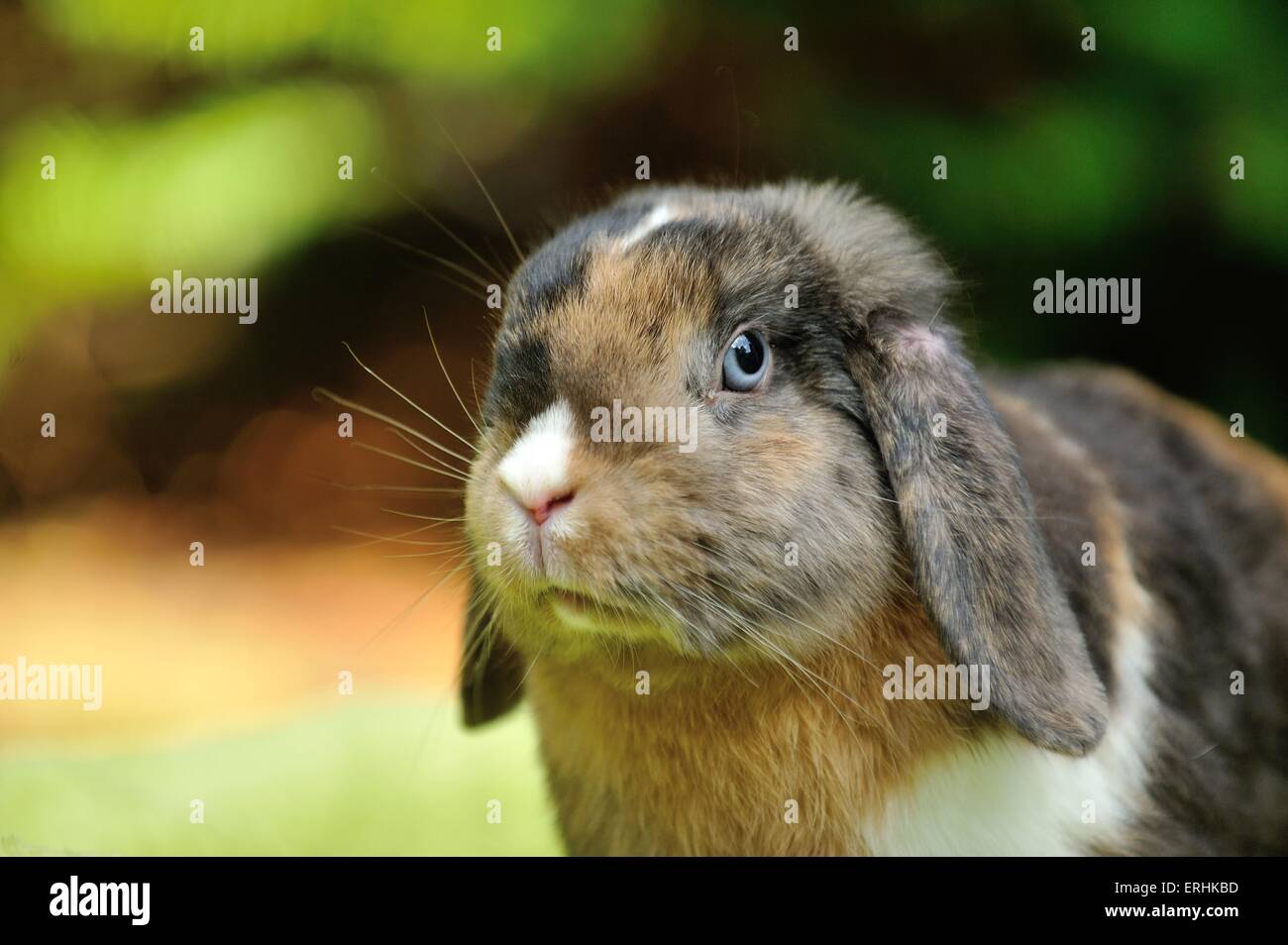 Dwarf rabbit mini lop adult hi-res stock photography and images - Alamy