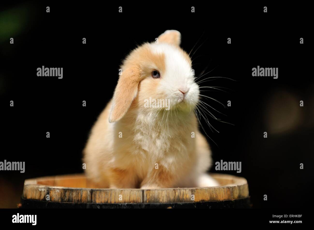 Dwarf lop eared rabbit sitting hi-res stock photography and images - Alamy
