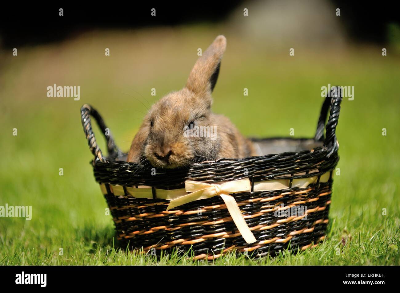 Mini lop bunny outside hi-res stock photography and images - Alamy
