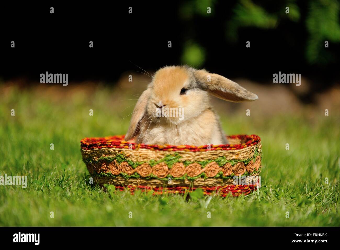 Mini lop bunny outside hi-res stock photography and images - Alamy