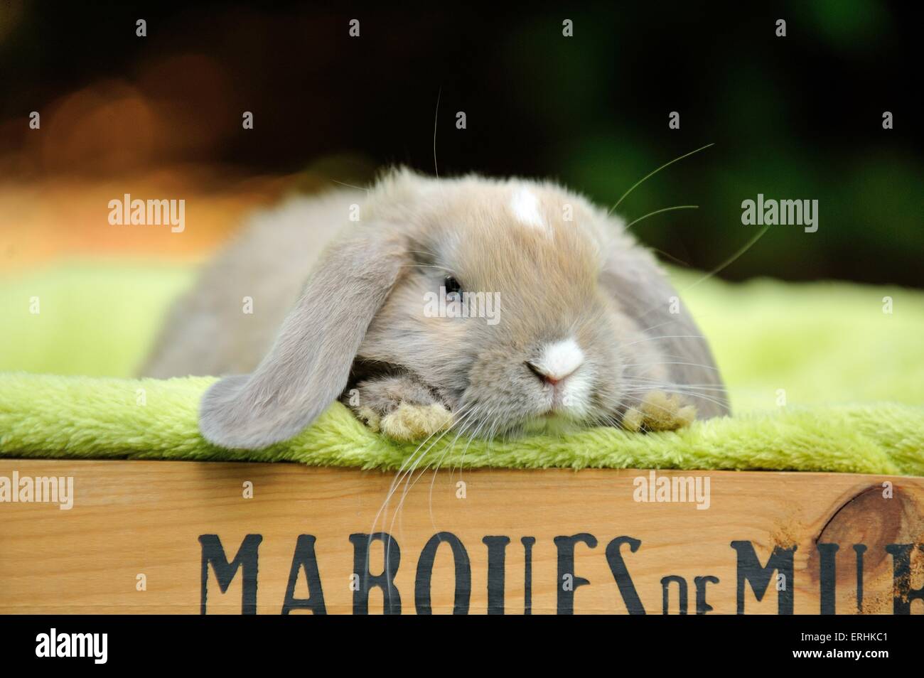 Lop wood hi-res stock photography and images - Alamy