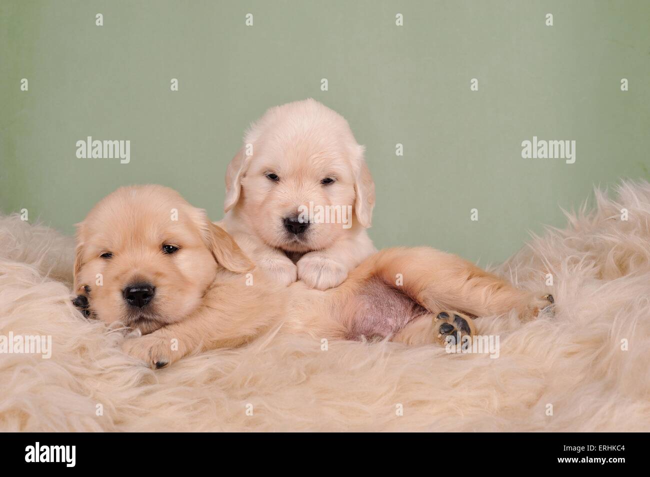 Two cute golden retriever pups hi-res stock photography and images - Alamy