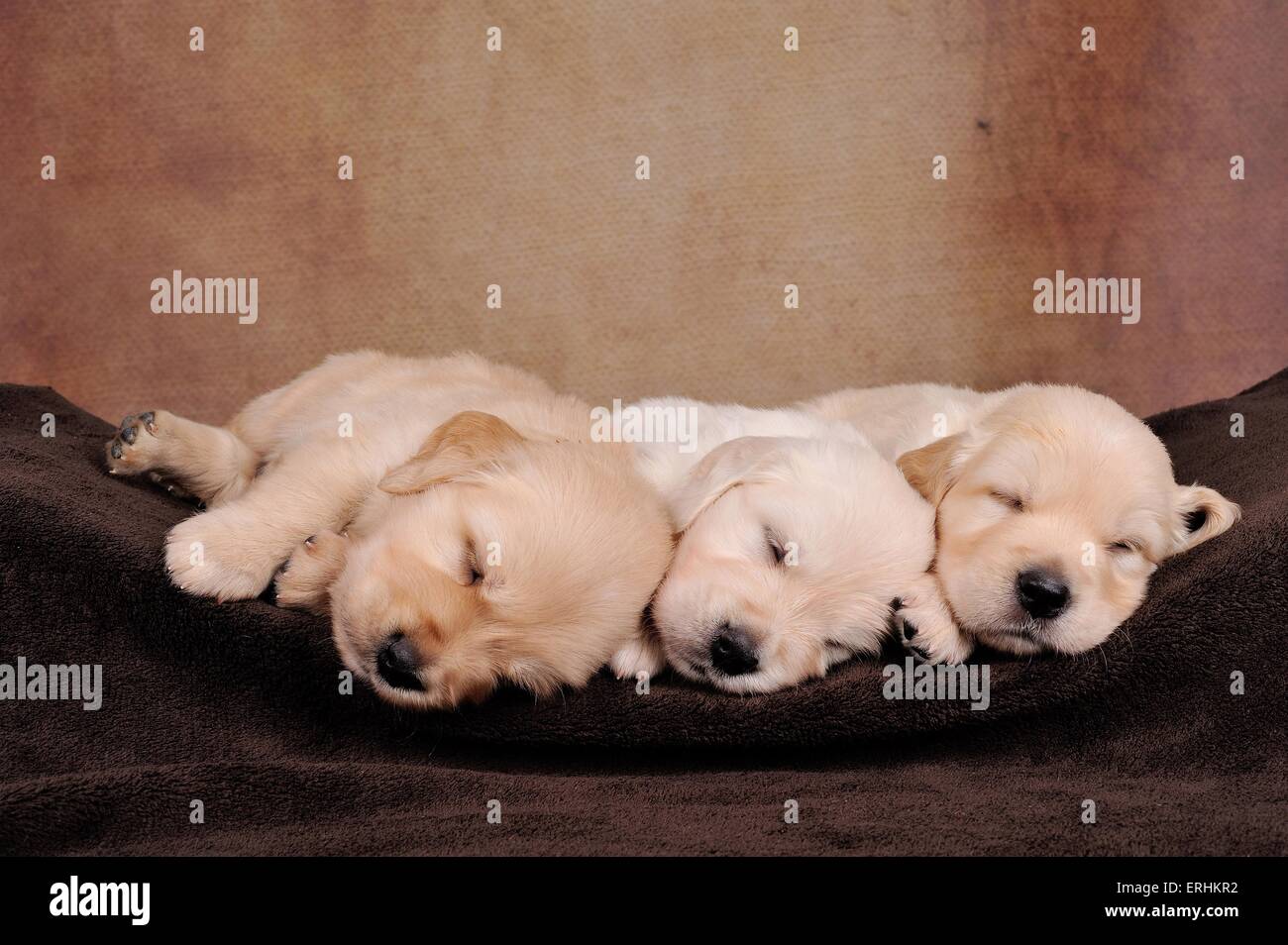 3 Golden Retriever Puppies Stock Photo - Alamy
