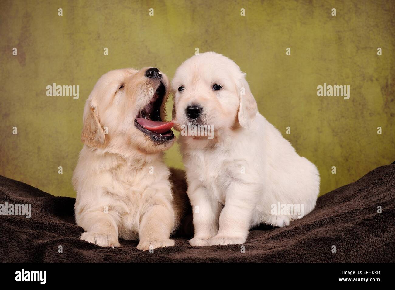 2 Golden Retriever Puppies Stock Photo - Alamy